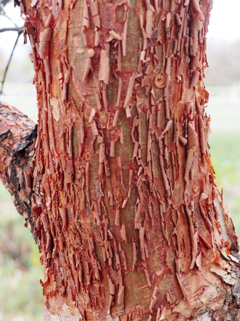 Paperbark Maple- An Endangered Tree – What Tree Where
