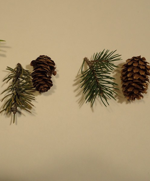 Engelmann Spruce– A True Native of Larimer County – What Tree Where