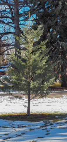 the life cycle of a giant sequoia – What Tree Where