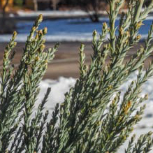 the life cycle of a giant sequoia – What Tree Where