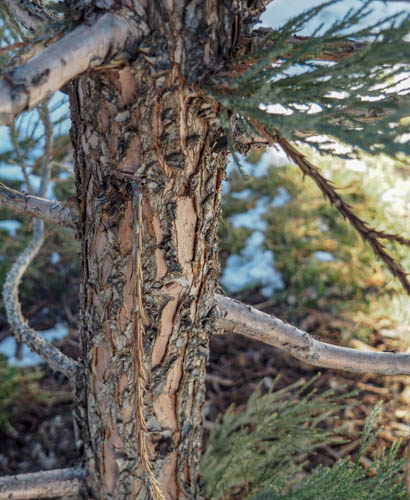 the life cycle of a giant sequoia – What Tree Where