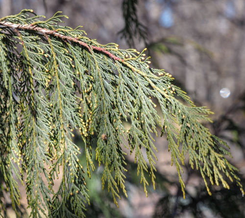How Many Names Can a Tree Have? The Alaska Cedar – What Tree Where