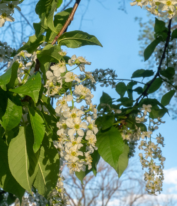 Mayday tree: Inadvertent Meaning to a Name? – What Tree Where