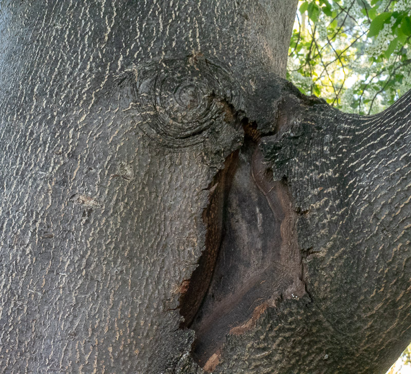 Mayday tree – What Tree Where