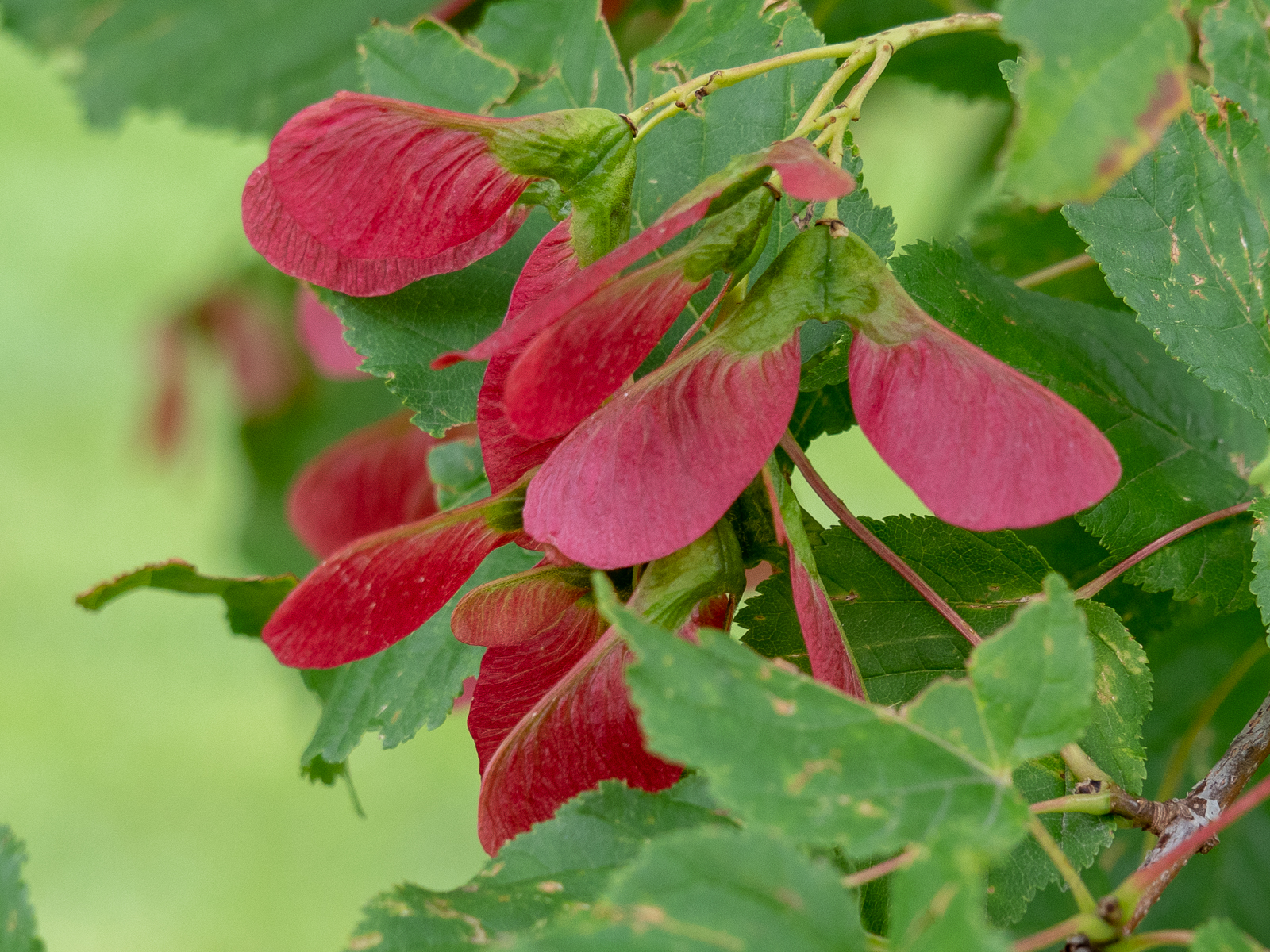 Tatarian Maple – What Tree Where