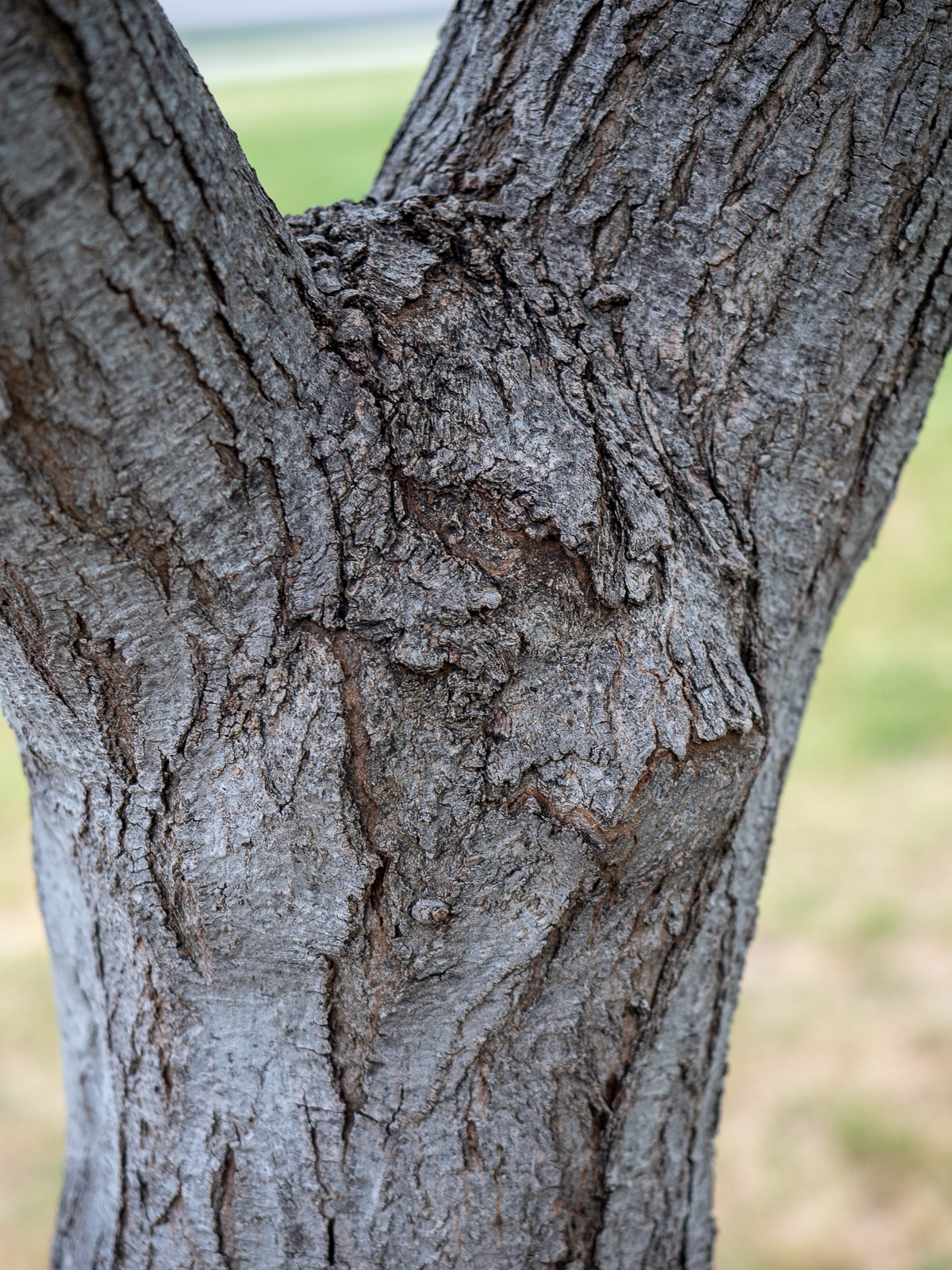 Tatarian Maple – What Tree Where