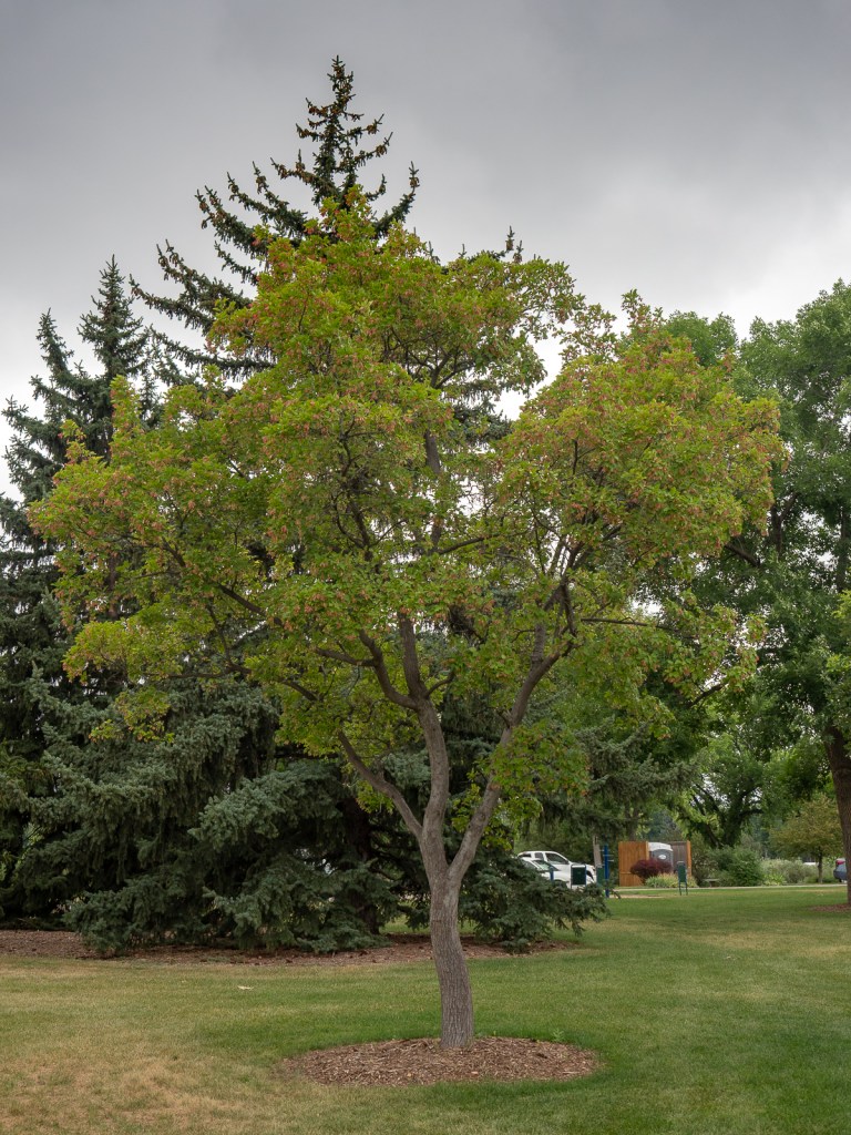 Tatarian Maple – What Tree Where