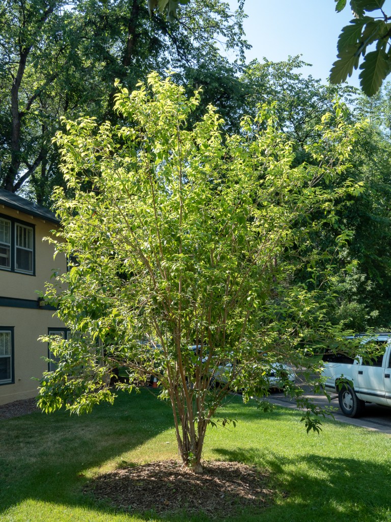 Seven Son Flowering Tree – What Tree Where