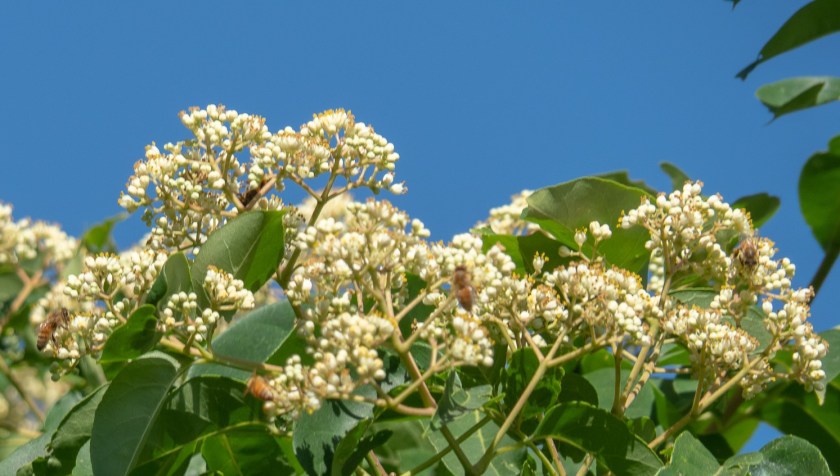 Bees at the Bee-Bee Tree – What Tree Where