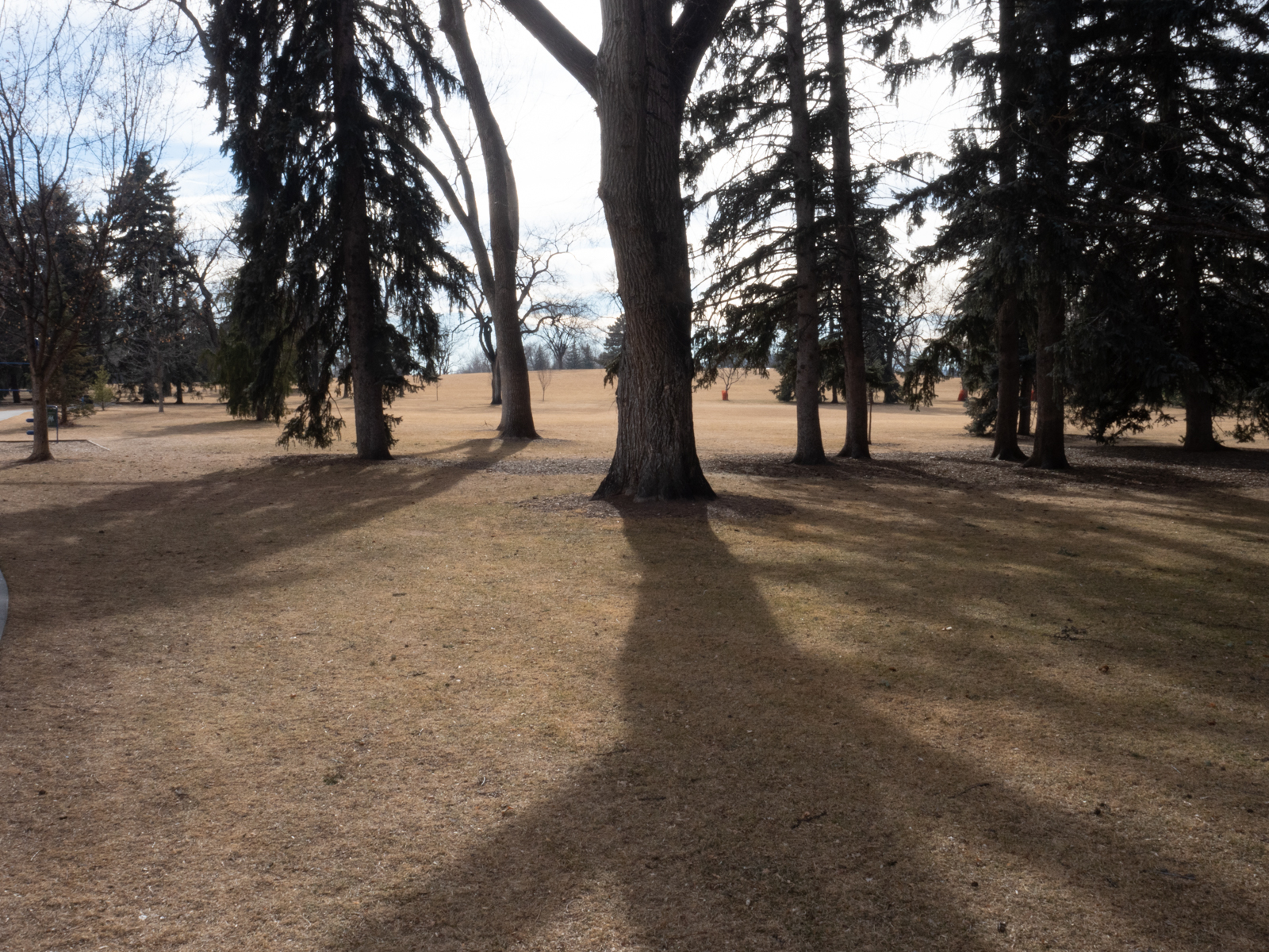 the life cycle of a giant sequoia – What Tree Where