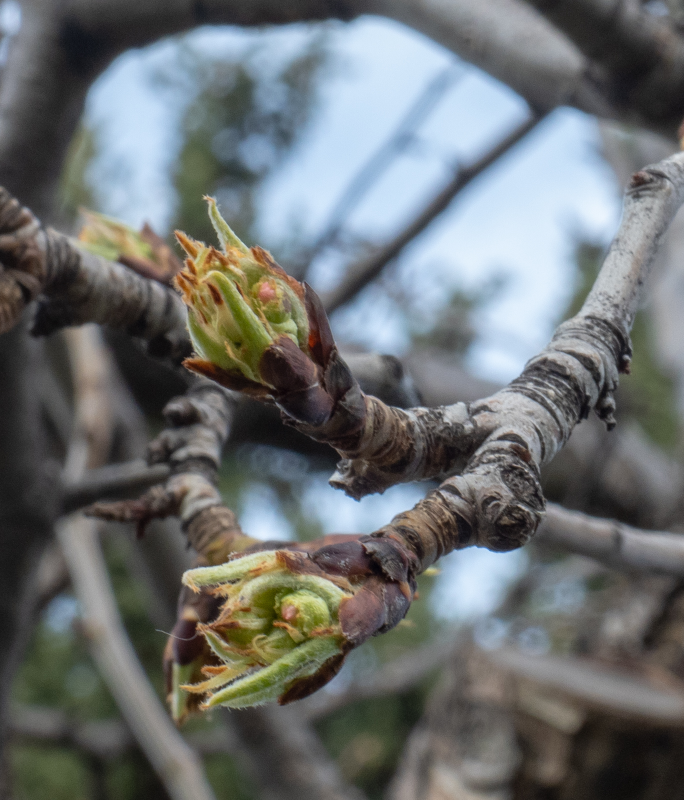 Ussurian Pear: the Most Cold Hardy of Pear Trees – What Tree Where