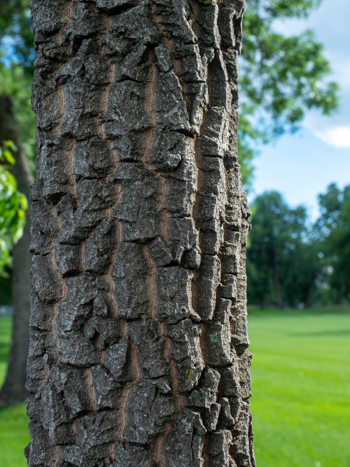 Do Persimmon Trees Have Seeds that Predict the Coming Winter? – What ...