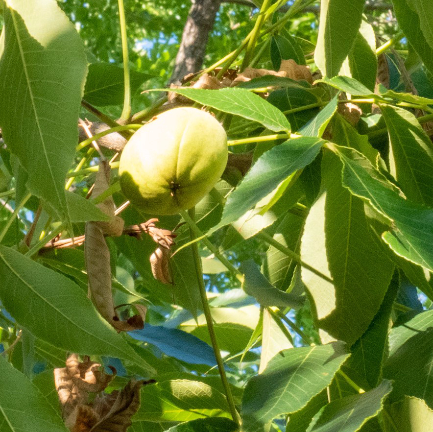plantations of shellbark trees – What Tree Where