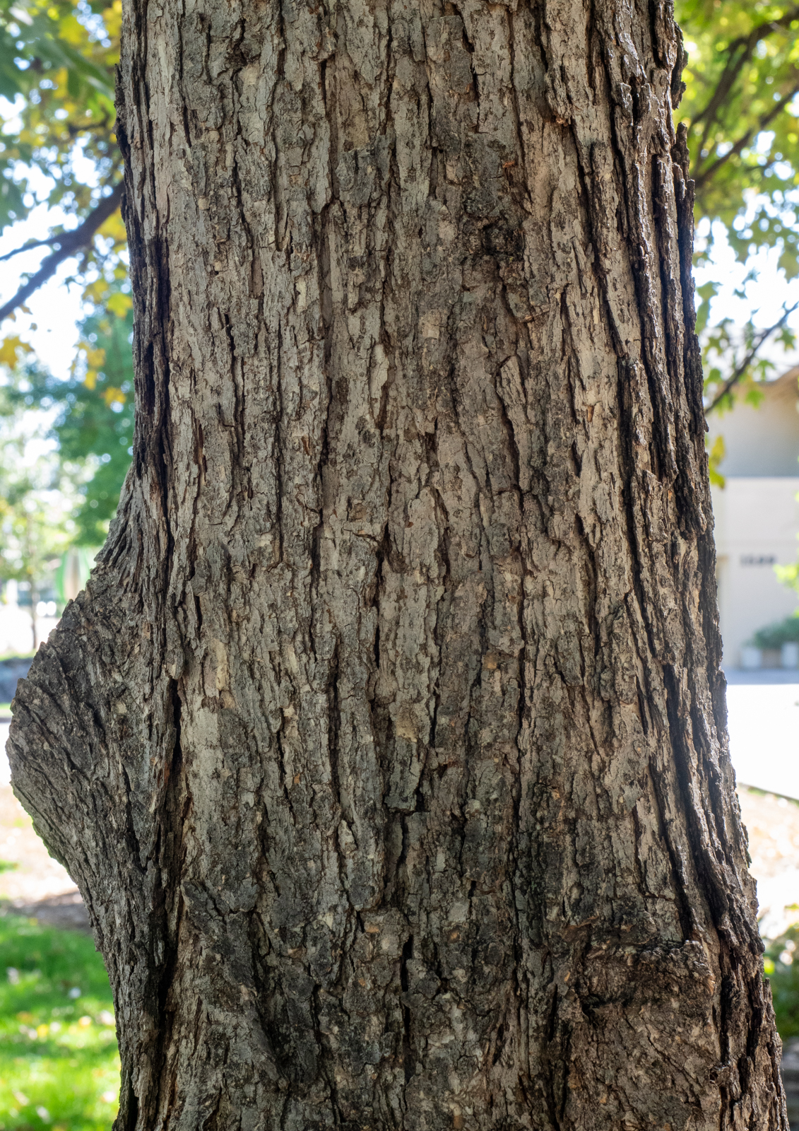 Native Oaks of Colorado–the Ubiquitous and Dichotomous Gambel’s Oak ...
