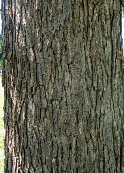 Bur Oak: largest native acorns – What Tree Where