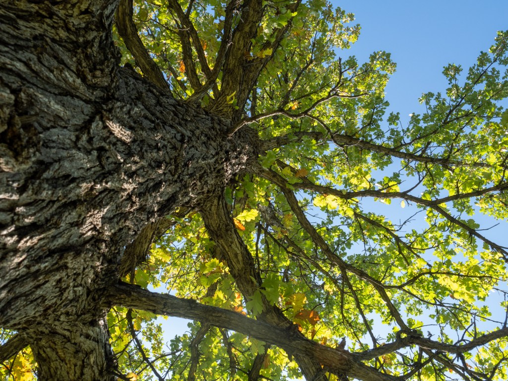Bur Oak: largest native acorns – What Tree Where