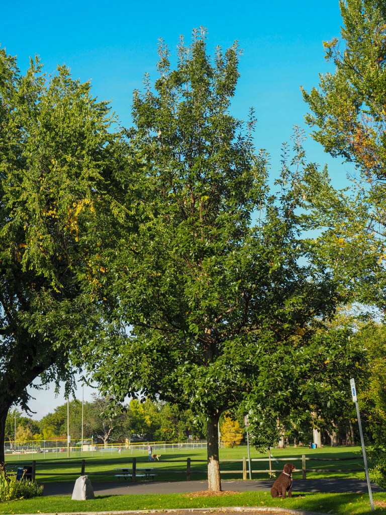 Chinkapin oak, including the Story Behind its Latin Name – What Tree Where