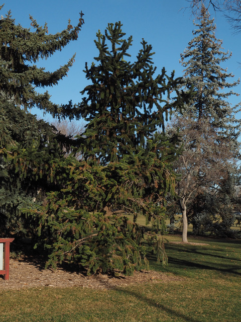 Colorado native trees – What Tree Where