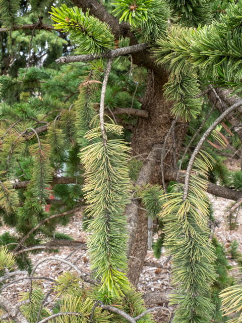 Colorado native trees – What Tree Where