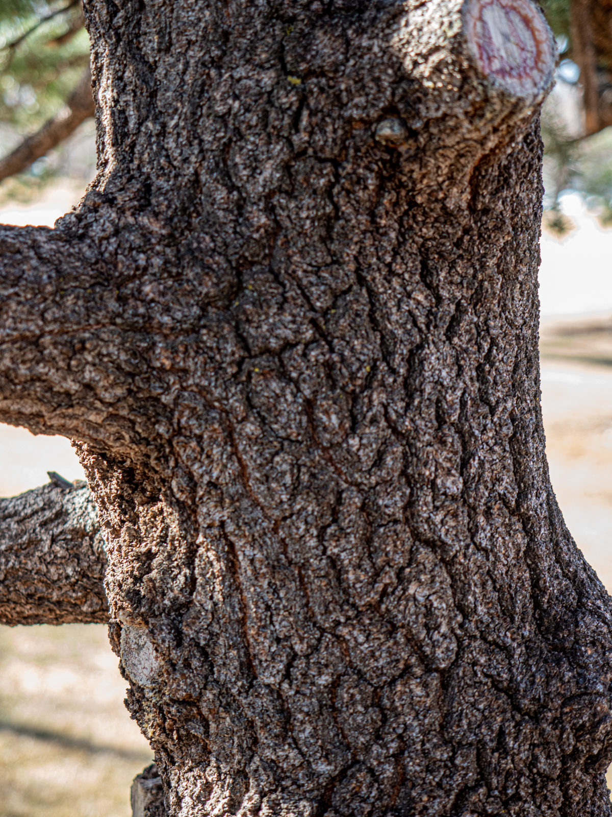 Piñon Pine: Tastiest tree in the Southwest – What Tree Where