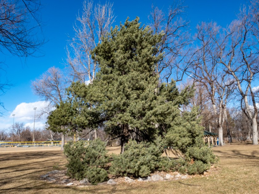 Colorado native trees – What Tree Where