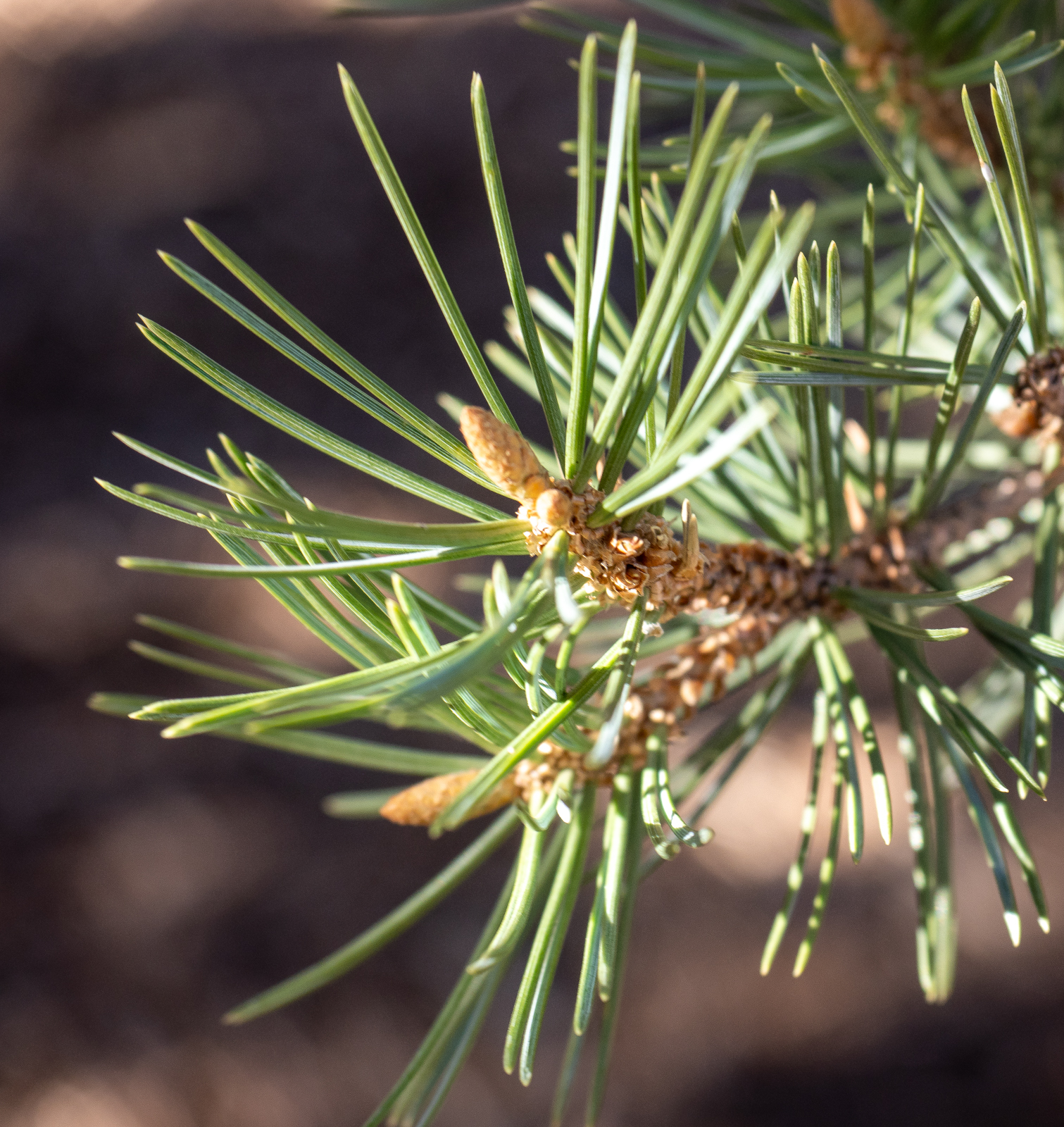 Piñon Pine: Tastiest tree in the Southwest – What Tree Where
