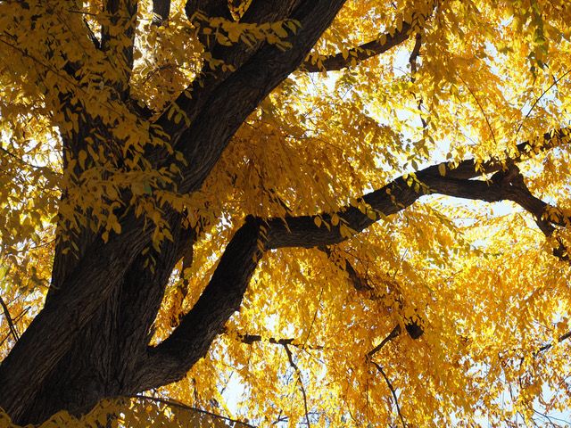 The Iconic American Elm is Still Hanging Around – What Tree Where