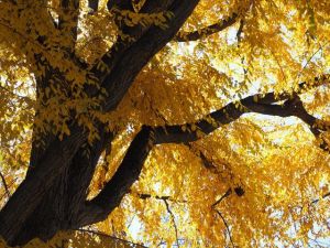 The Iconic American Elm is Still Hanging Around – What Tree Where