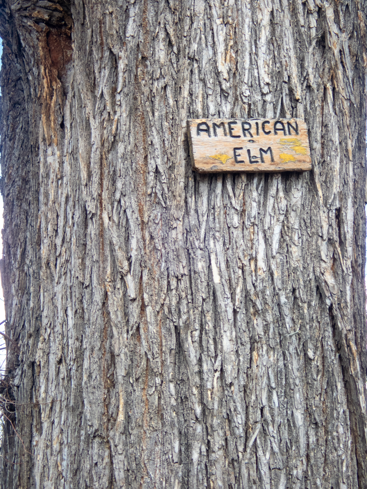The Iconic American Elm is Still Hanging Around – What Tree Where