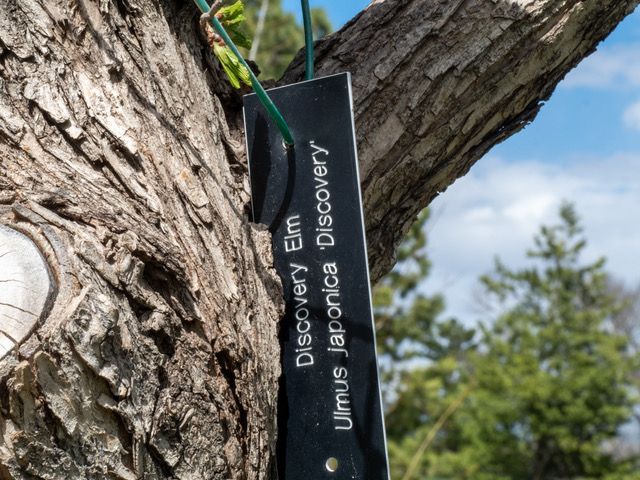 Mystery of the Elms: Chalk bark and others – What Tree Where